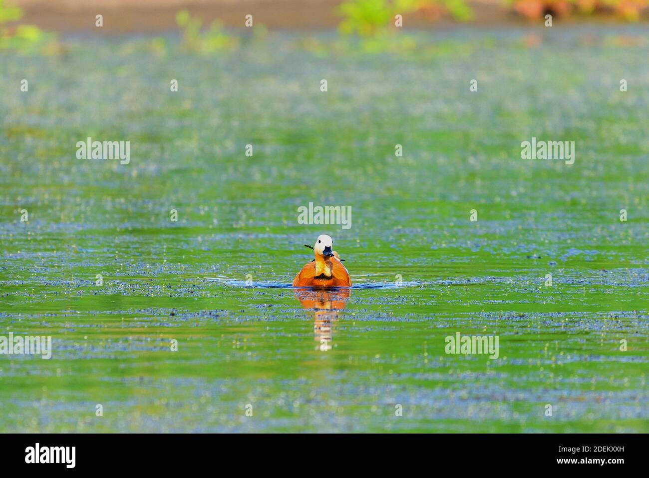 Ruddy Shelduck female in its natural habitat Stock Photo - Alamy
