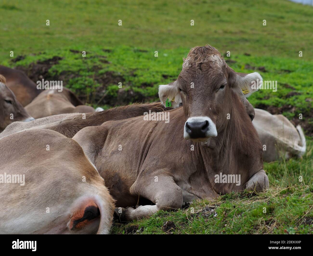 free cows over mountain high pathway Stock Photo - Alamy