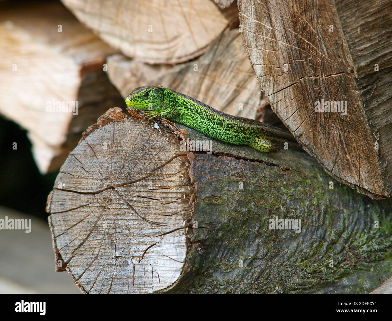 male sand lizard, lacerta agilis in austria Stock Photo - Alamy