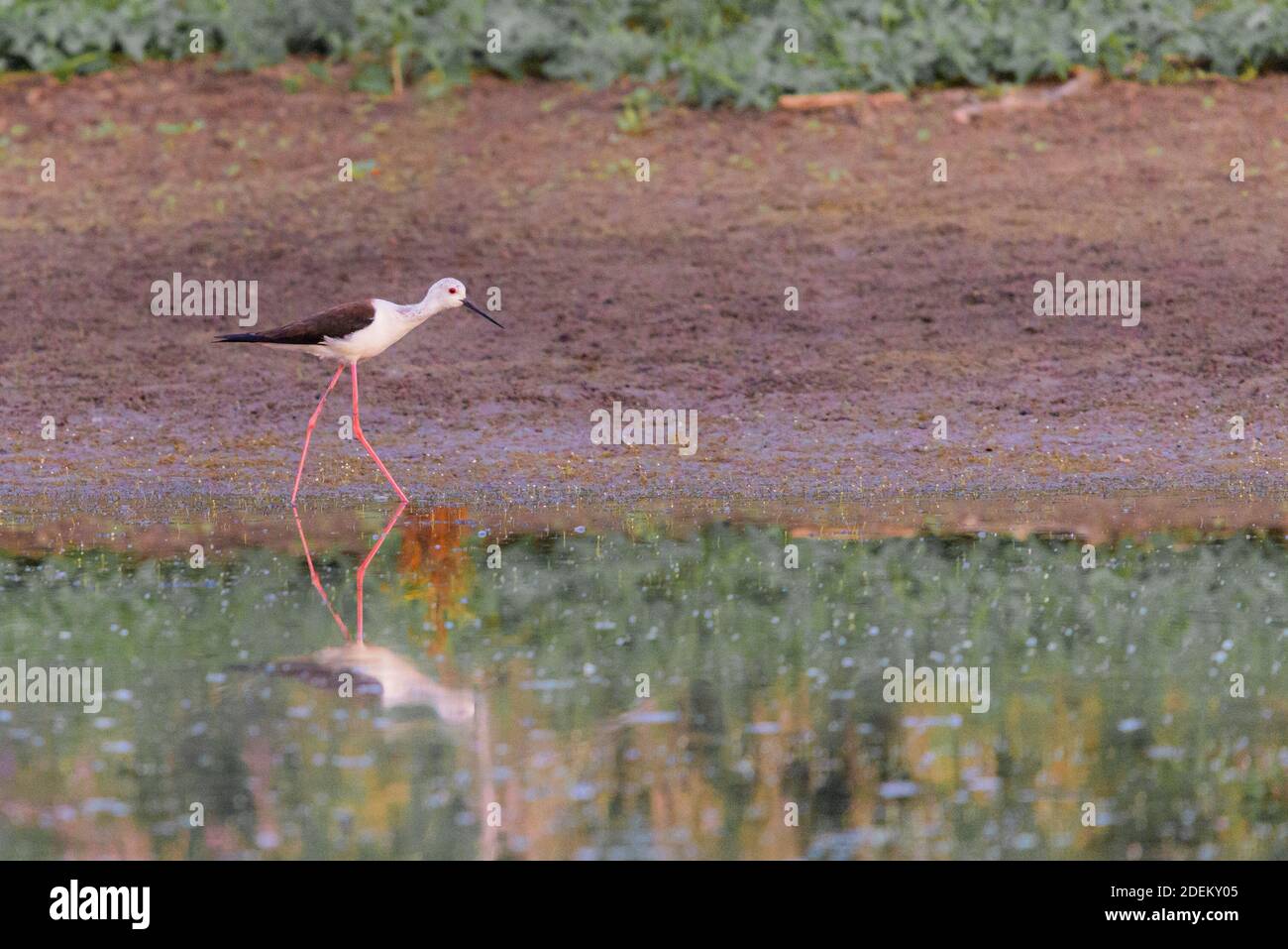 Bird birds stilts feather red hi-res stock photography and images - Alamy