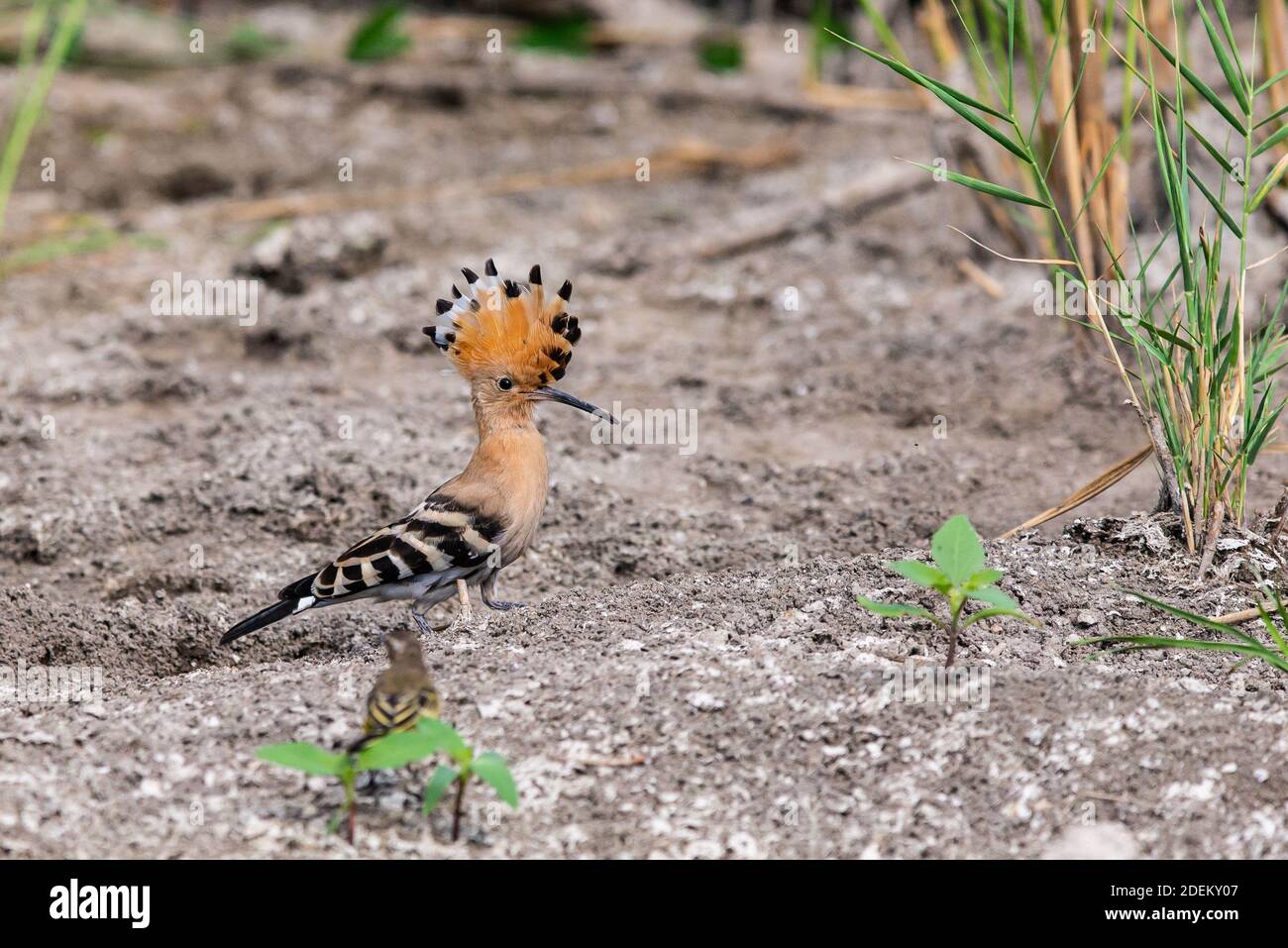 Eurasian Hoopoe or Common hoopoe or Upupa epops Stock Photo - Alamy