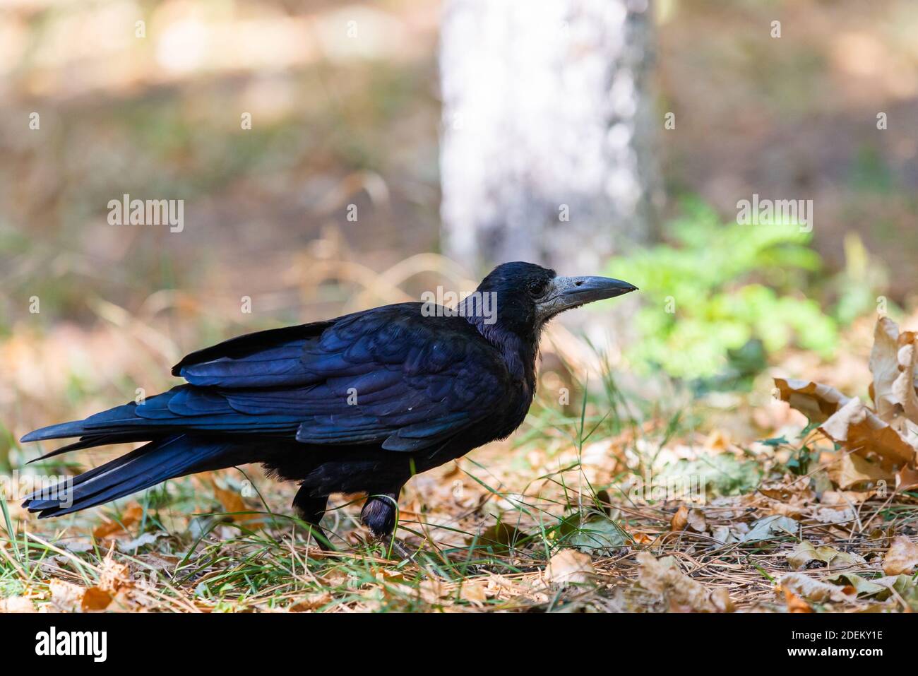 Rook bird or Corvus frugilegus on a ground Stock Photo - Alamy