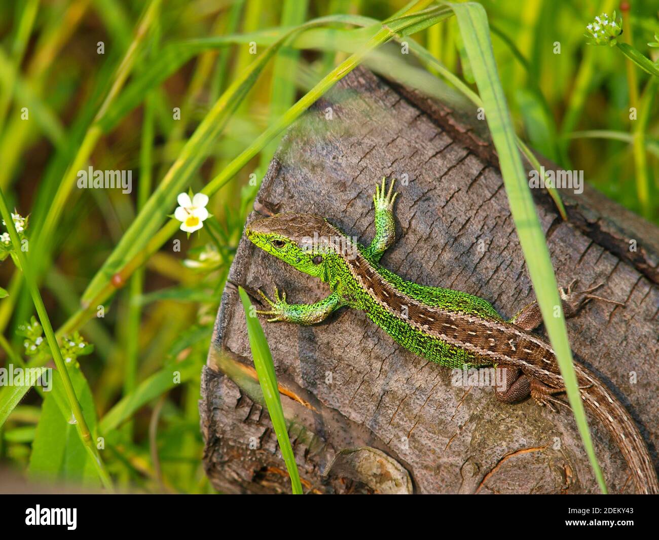male sand lizard, lacerta agilis in austria Stock Photo - Alamy