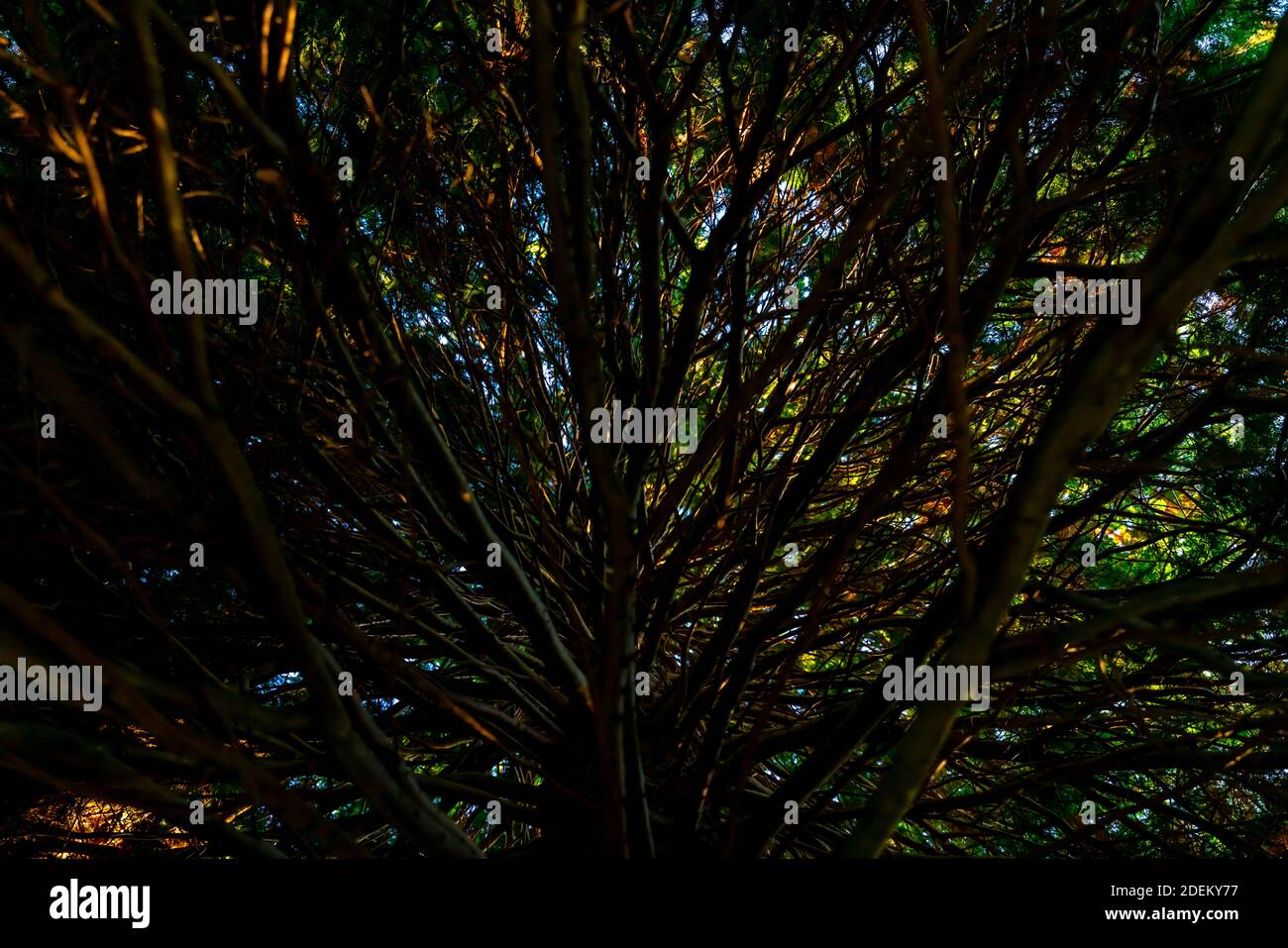 Close up of trunk, branches and twigs of a dense tree top seen from ...