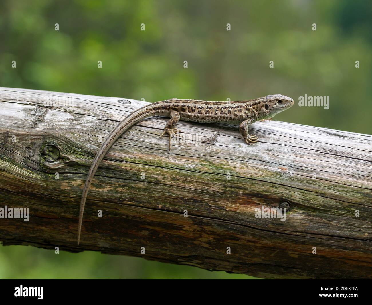 female sand lizard, lacerta agilis in austria Stock Photo - Alamy