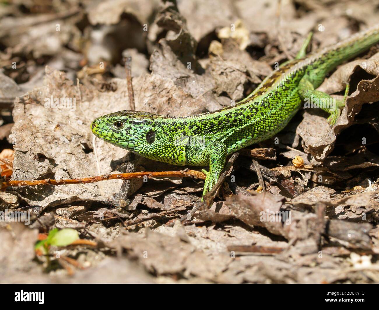 male sand lizard, lacerta agilis in austria Stock Photo - Alamy