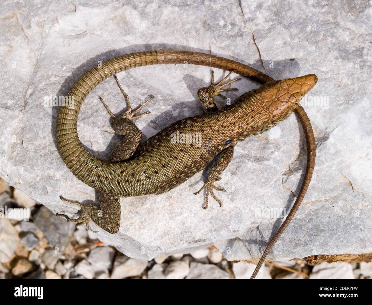 hellenolacerta greaca, greek rock lizard, lacerta greaca in greece ...