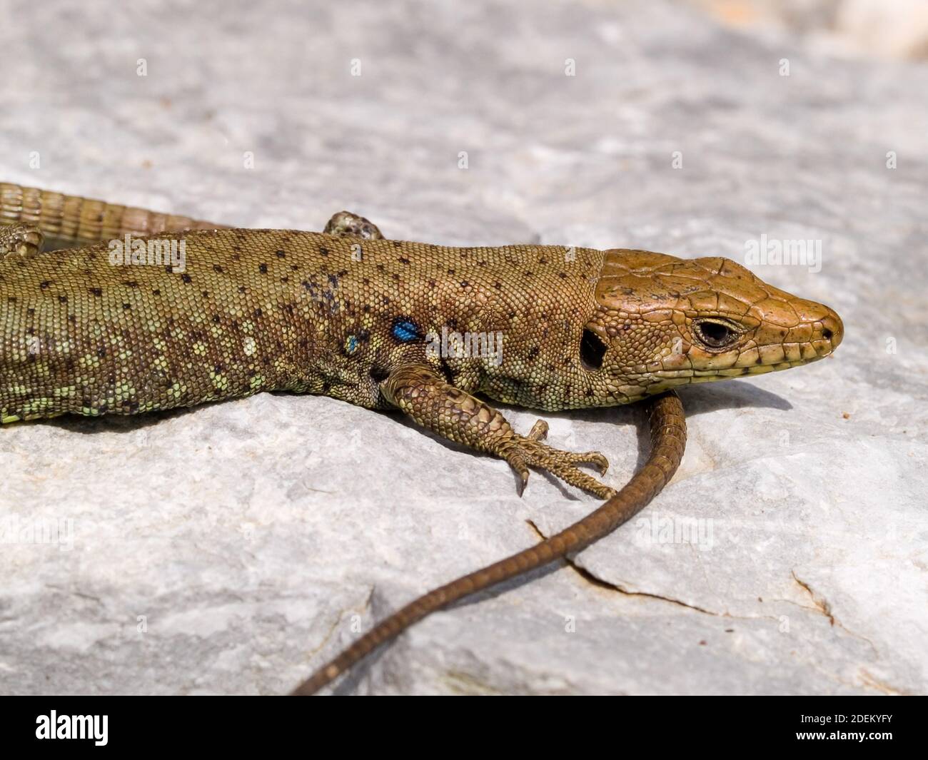 hellenolacerta greaca, greek rock lizard, lacerta greaca in greece ...