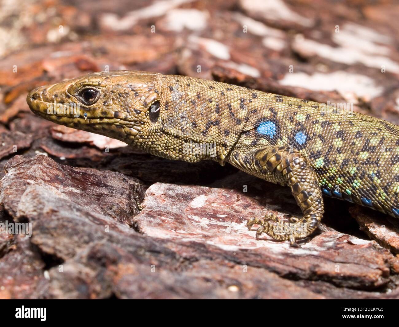 hellenolacerta greaca, greek rock lizard, lacerta greaca in greece ...