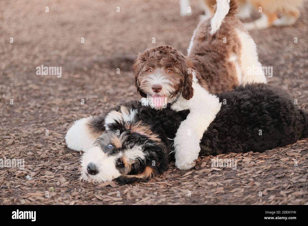 A closeup shot of two cute puppies playing at a park Stock Photo - Alamy