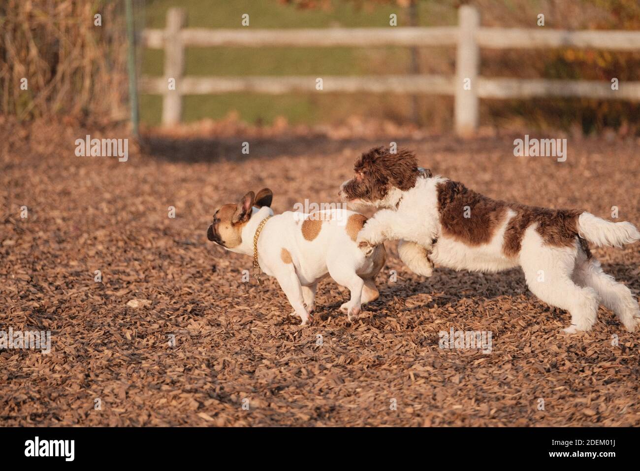 A beautiful shot of cute fluffy dogs playing tag at a dog park Stock ...