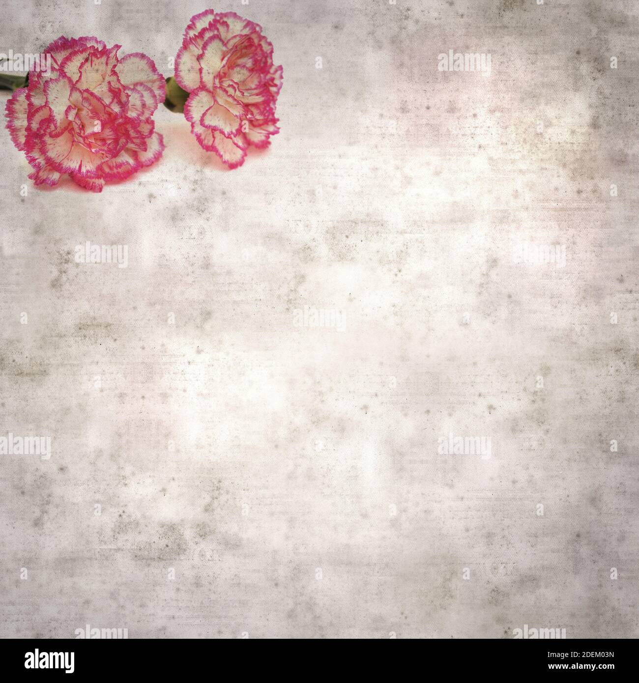 stylish textured old paper background with light cream carnation with ...