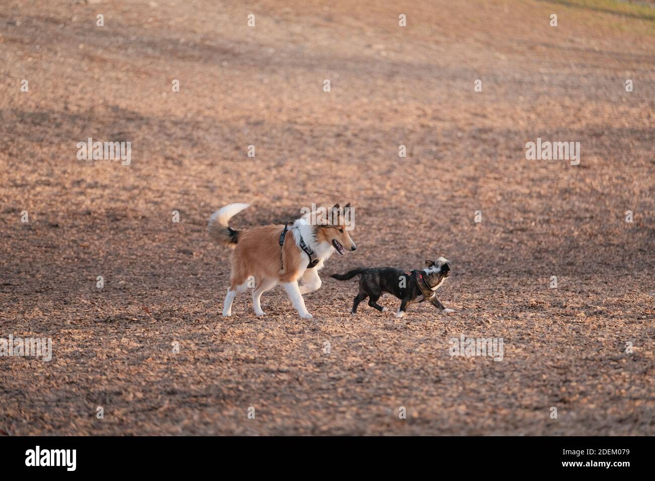 A beautiful shot of cute fluffy dogs playing tag at a dog park Stock ...