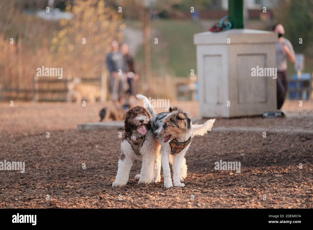 A beautiful shot of cute fluffy dogs playing tag at a dog park Stock ...