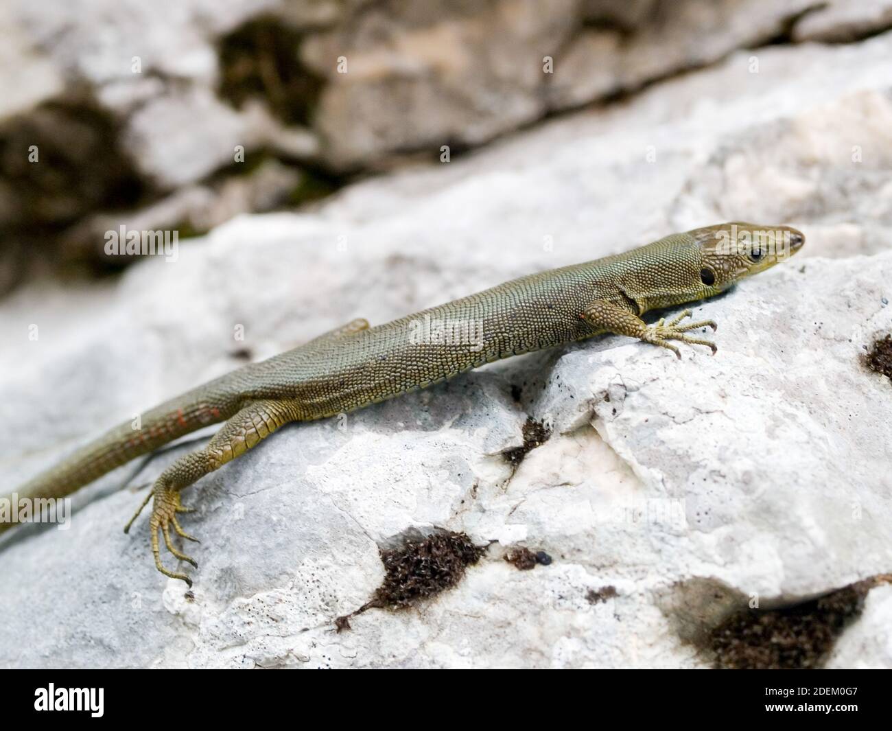 mosor rock lizard, Dinarolacerta mosorensis, Archaeolacerta mosorensis ...