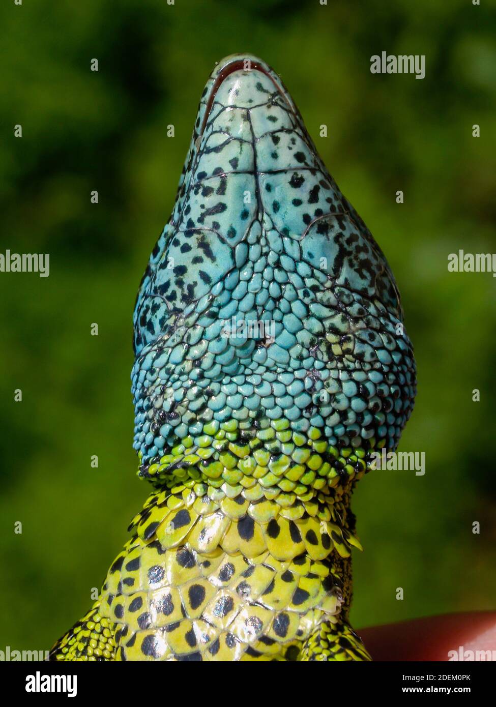 lacerta schreiberi, schreiber’s green lizard, iberian emerald lizard in ...