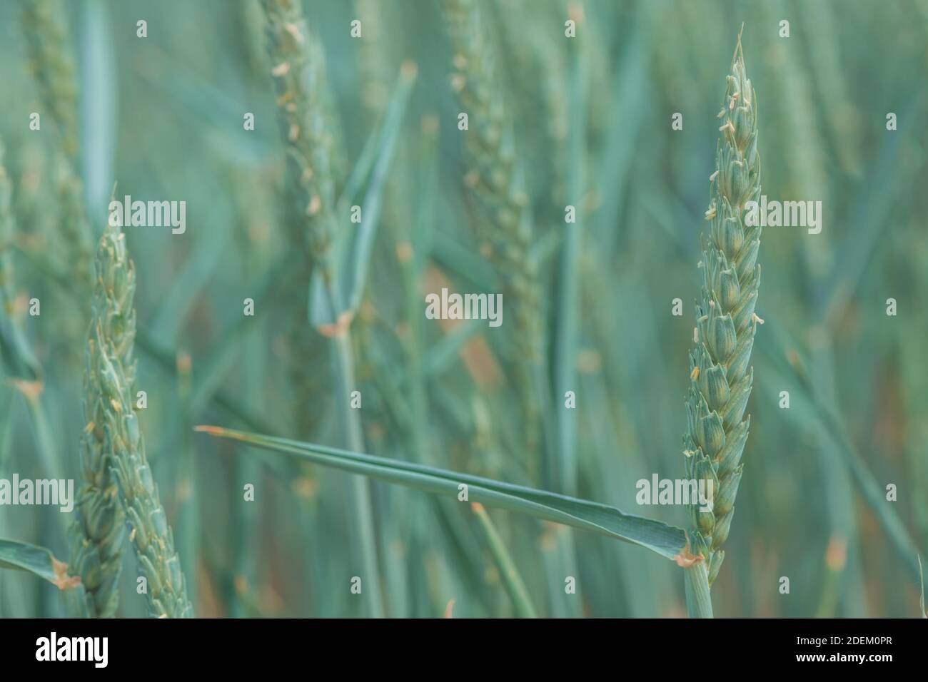 Green awnless wheat head in field, selective focus Stock Photo - Alamy