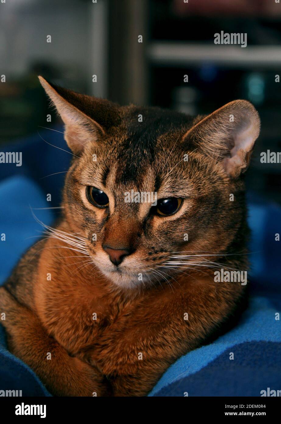 Abyssinian cat ears hi-res stock photography and images - Alamy
