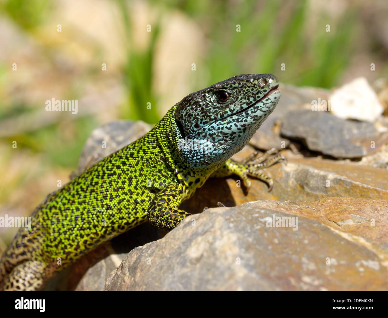 lacerta schreiberi, schreiber’s green lizard, iberian emerald lizard in ...