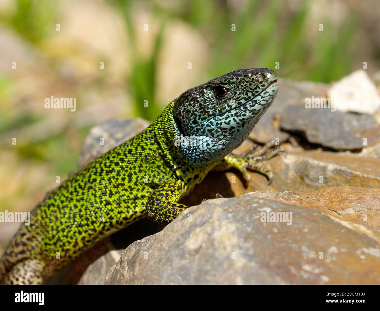 lacerta schreiberi, schreiber’s green lizard, iberian emerald lizard in ...