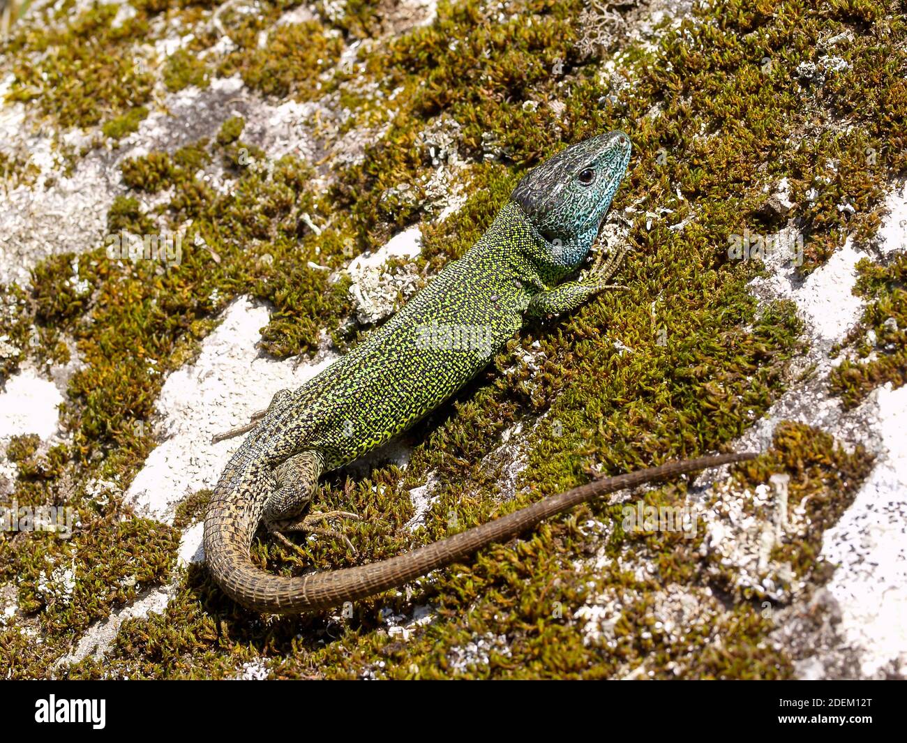 lacerta schreiberi, schreiber’s green lizard, iberian emerald lizard in ...