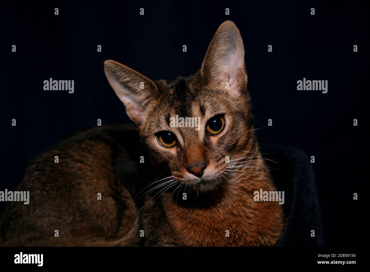 Abyssinian cat ears hi-res stock photography and images - Alamy