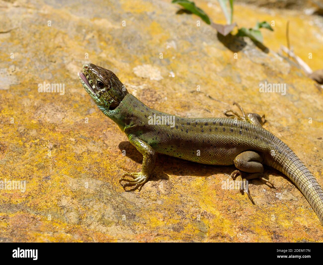 lacerta schreiberi, schreiber’s green lizard, iberian emerald lizard in ...