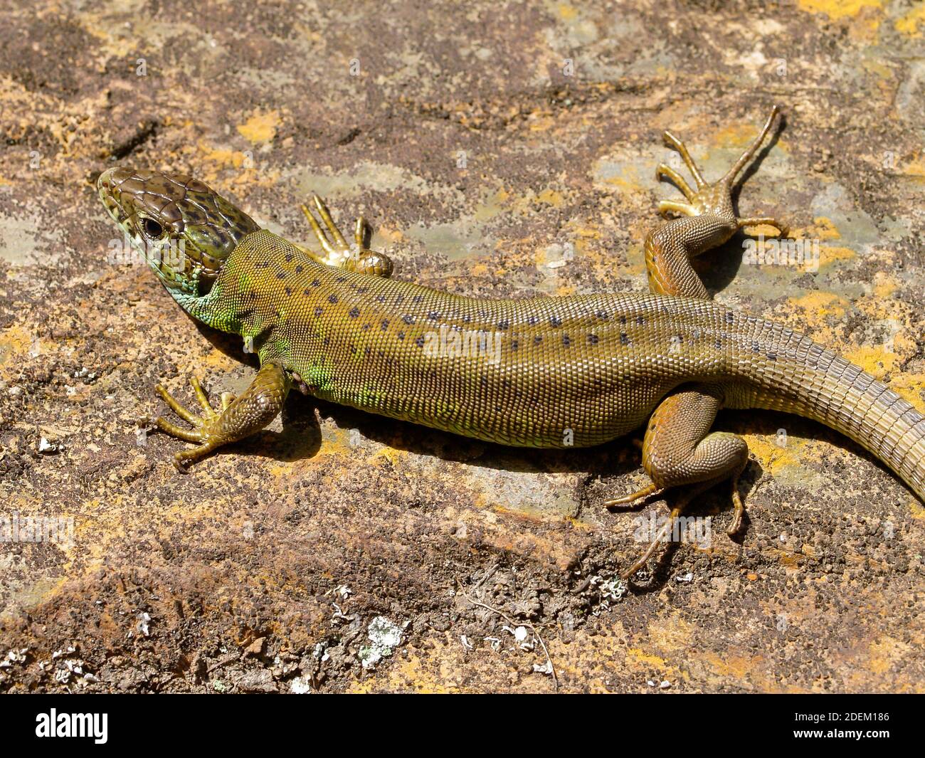 lacerta schreiberi, schreiber’s green lizard, iberian emerald lizard in ...