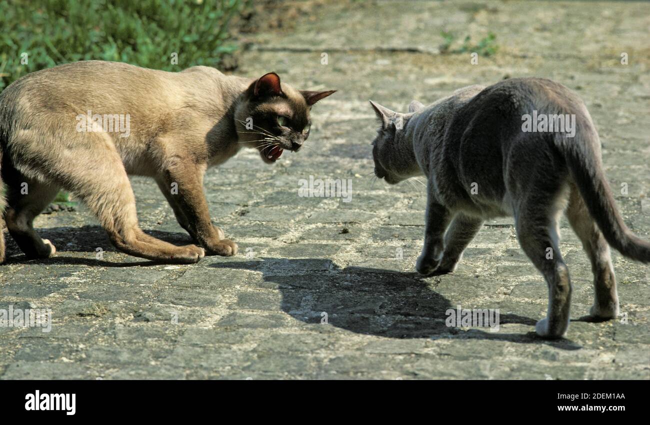 Domestic Cat, Adults Snarling Stock Photo - Alamy