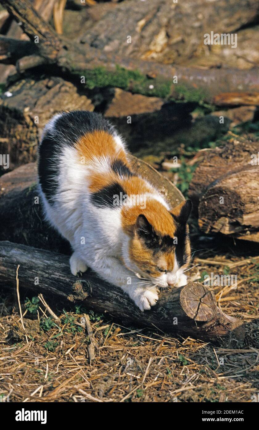 Domestic Cat Sharpening its Claws on Branch Stock Photo - Alamy