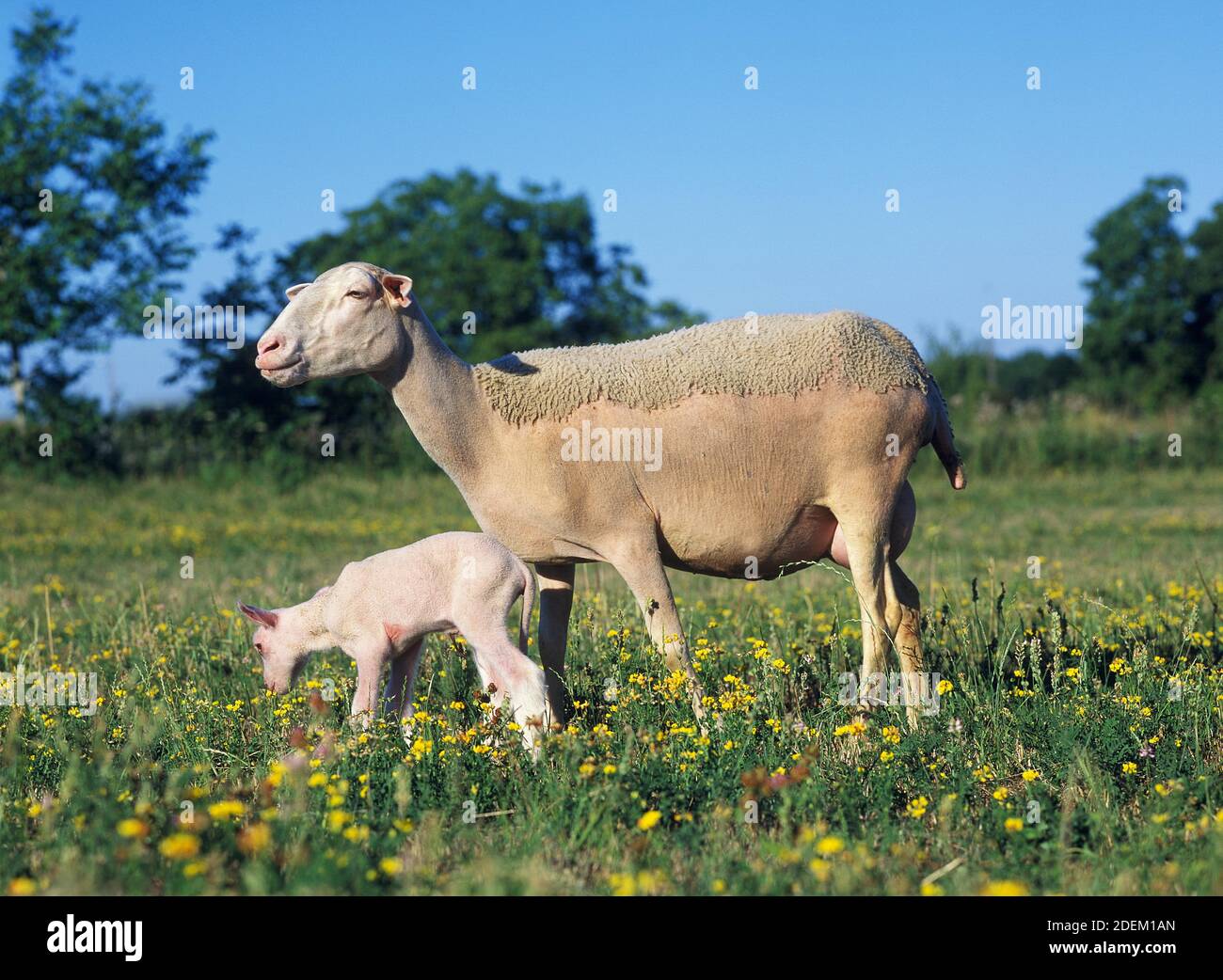 Two sheep lamb standing hi-res stock photography and images - Alamy