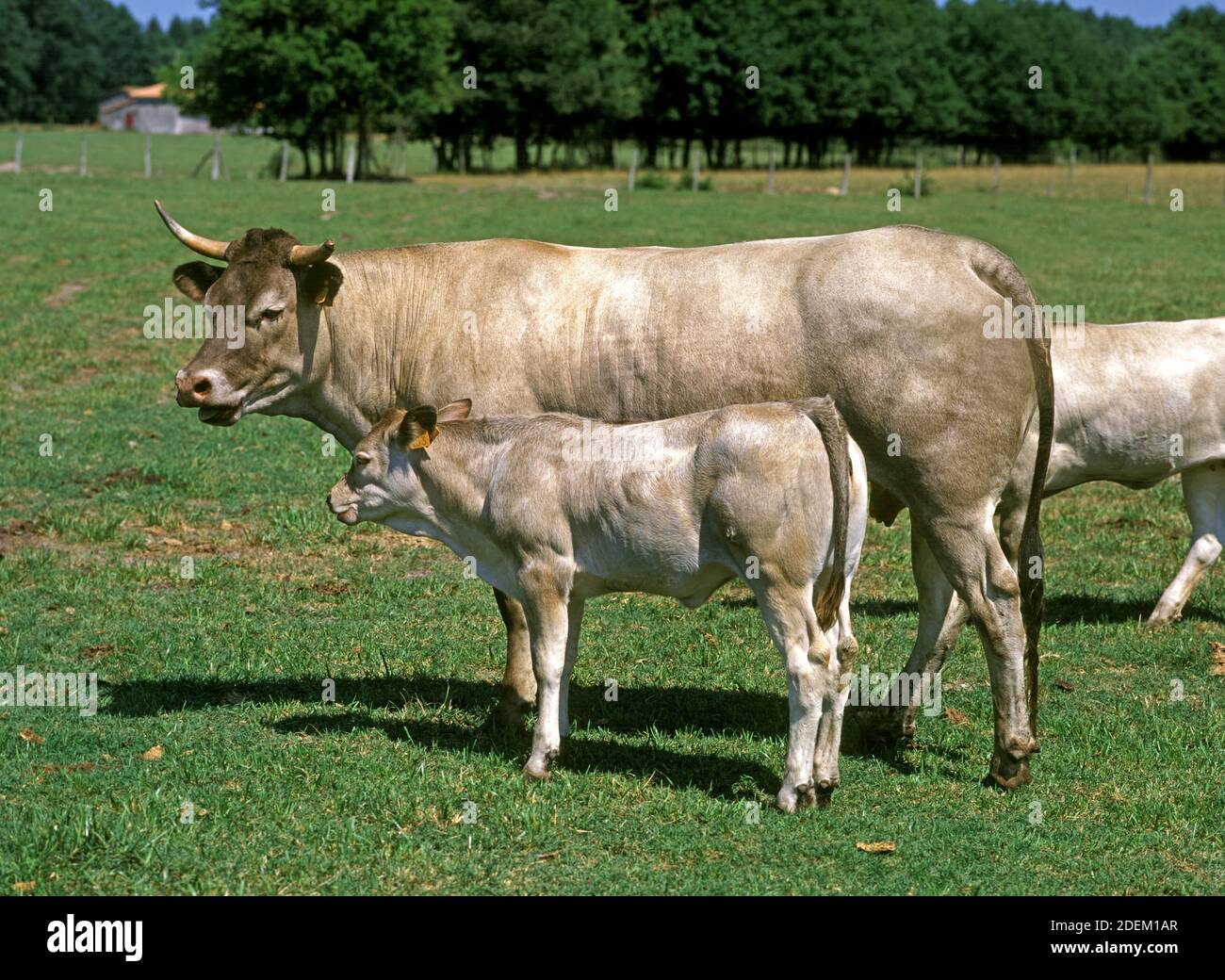 Bazadais cattle french breed cow hi-res stock photography and images ...