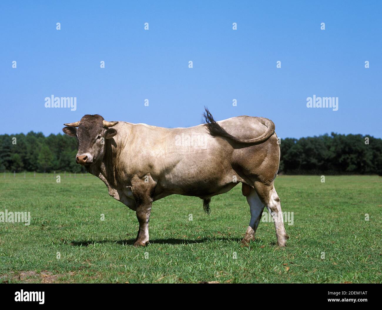 Bazadais Cattle French Breed Cow High Resolution Stock Photography and ...