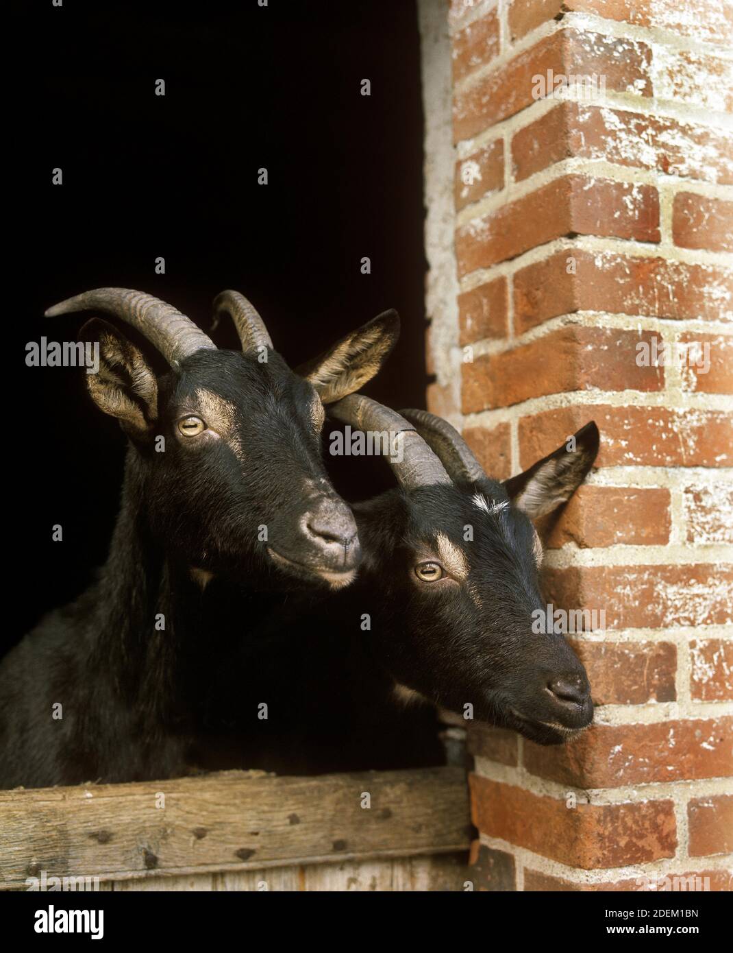 Alpine Chamoisee Goat, a French Breed, Goats at Stable Stock Photo - Alamy