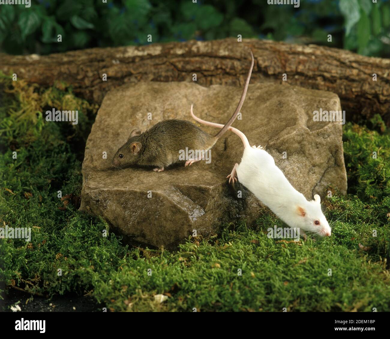 House Mouse and White Mouse, mus musculus, Adults standing on Stone ...