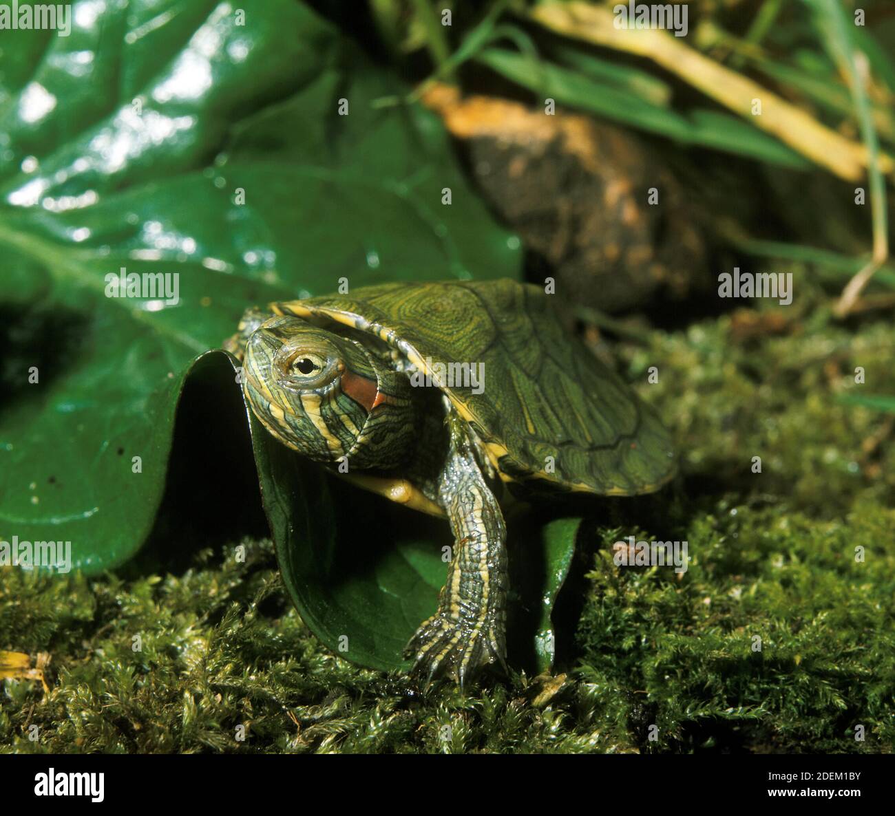 Red Eared Terrapin, trachemys scripta elegans Stock Photo - Alamy