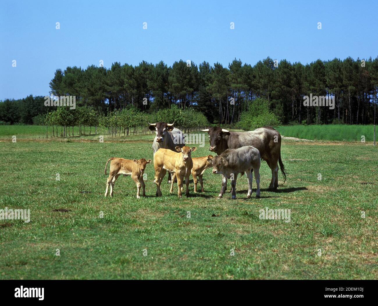 Bazadais Cattle French Breed Cow High Resolution Stock Photography and ...