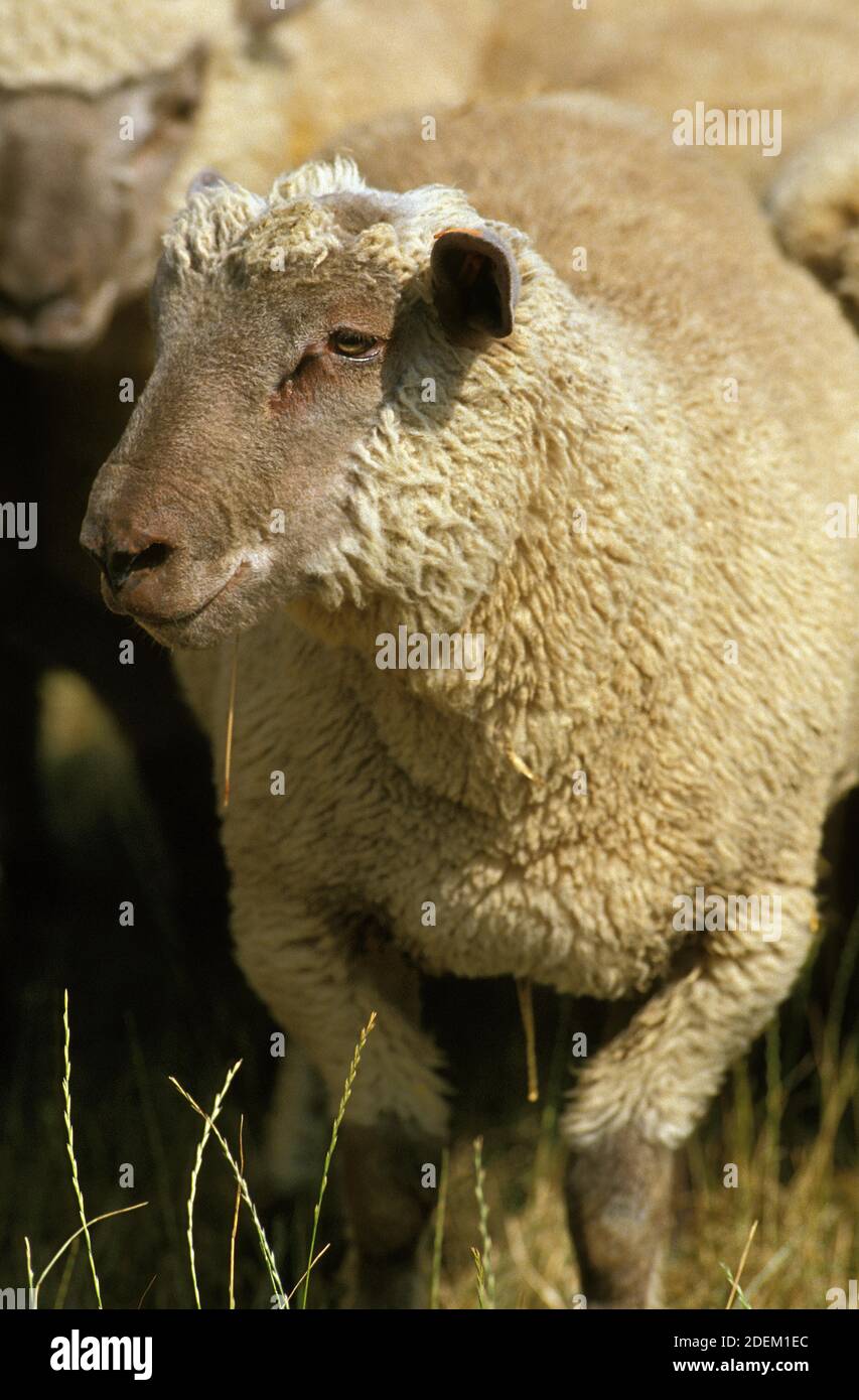 Vendeen Sheep, a French Breed, Herd standing in Meadow Stock Photo - Alamy