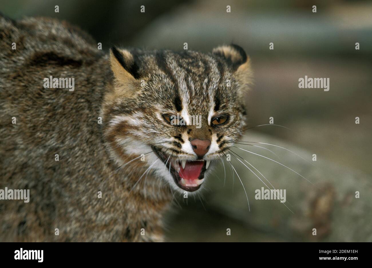Amur Leopard Cat or Siberian Leopard Cat, prionailurus bengalensis ...