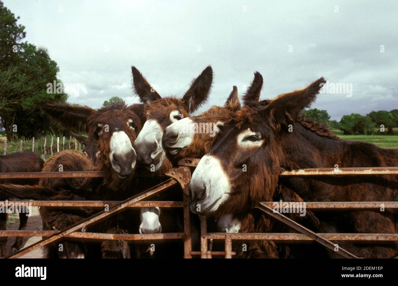 Poitou Donkey or Baudet du Poitou, a French Breed, Group at Paddock's ...