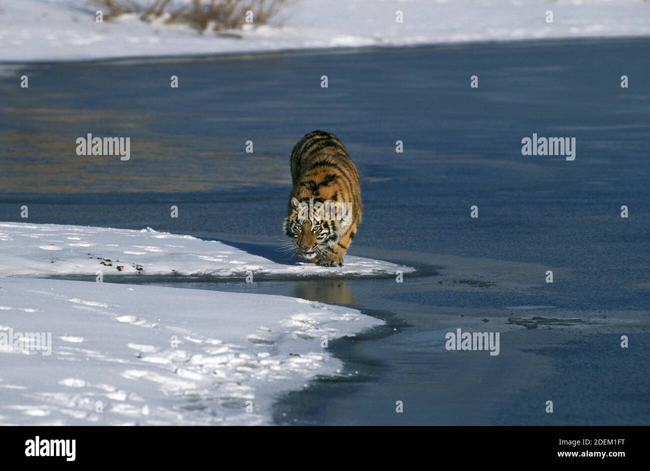 Siberian Tiger, panthera tigris altaica, Adult standing in Snow Stock Photo - Alamy