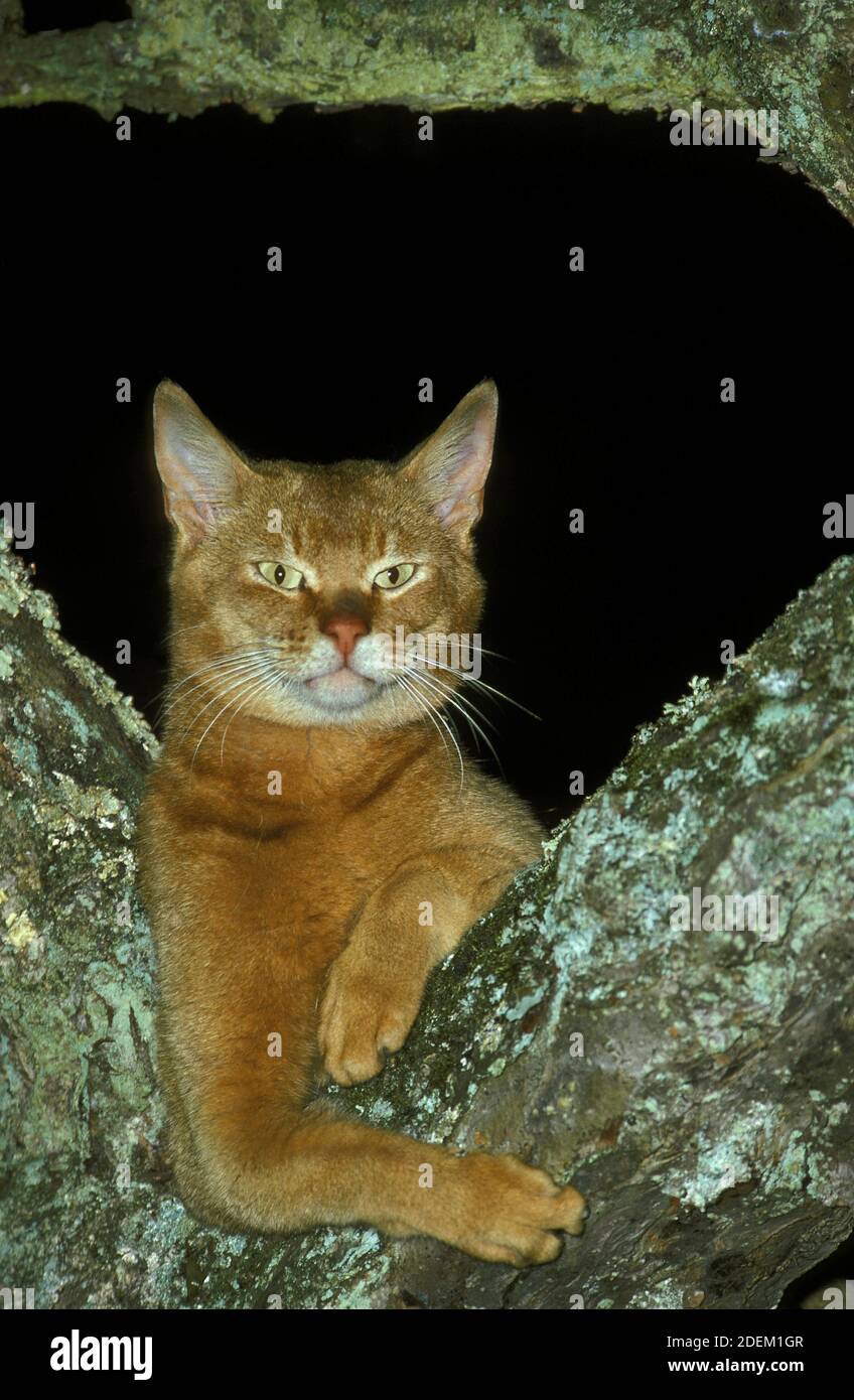 Abyssinian cat with cat tree hi-res stock photography and images - Alamy