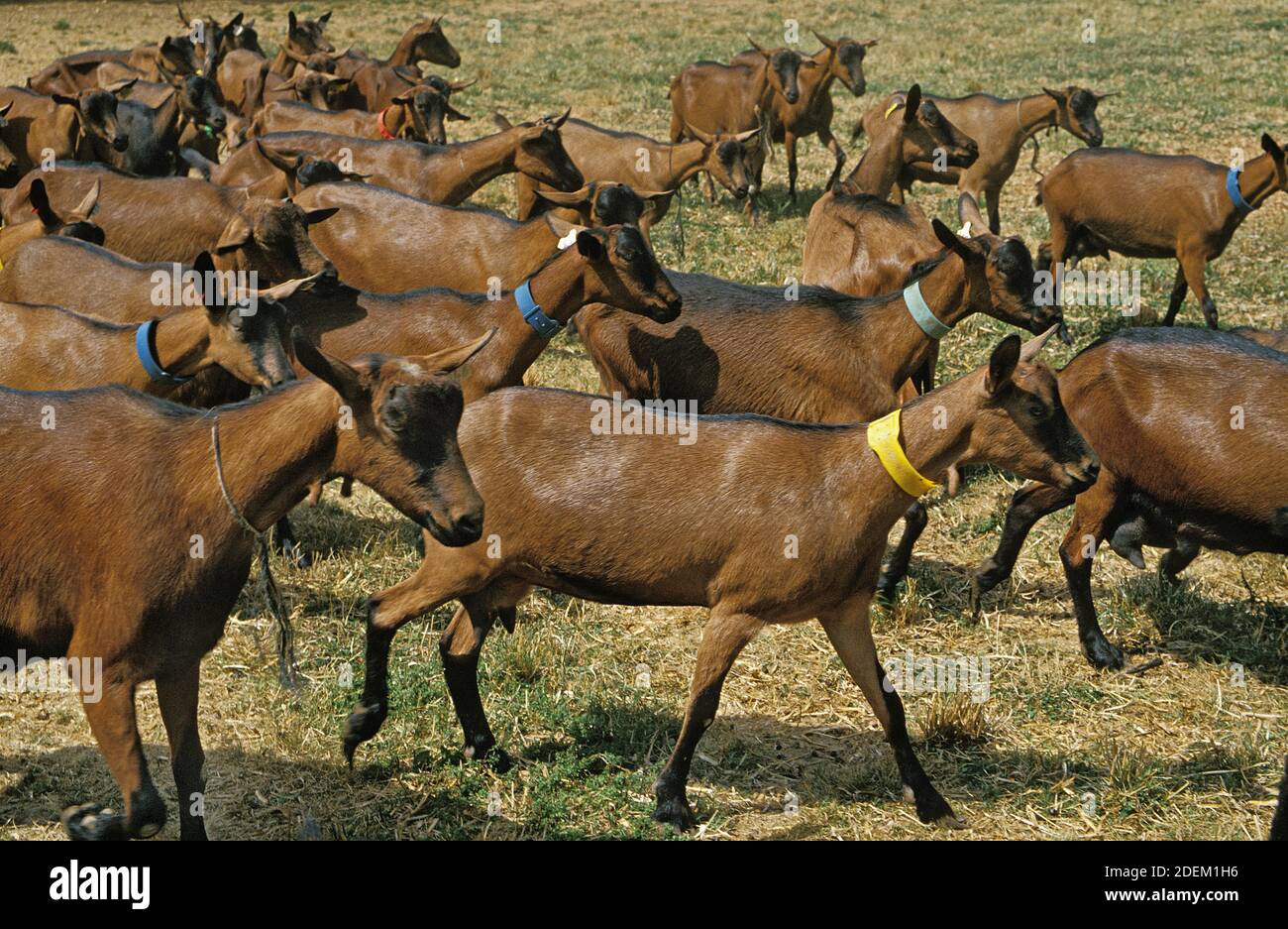 Alpine Chamoisee Goat, a French Breed, Herd of Females Stock Photo - Alamy
