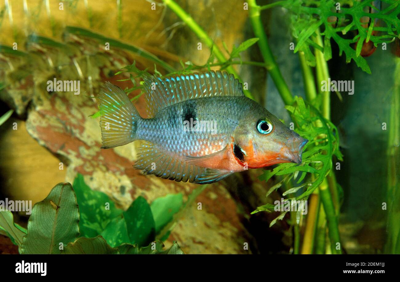 Firemouth Cichlid or Firemouth Meeki, thorichthys meeki, Aquarium Fish ...