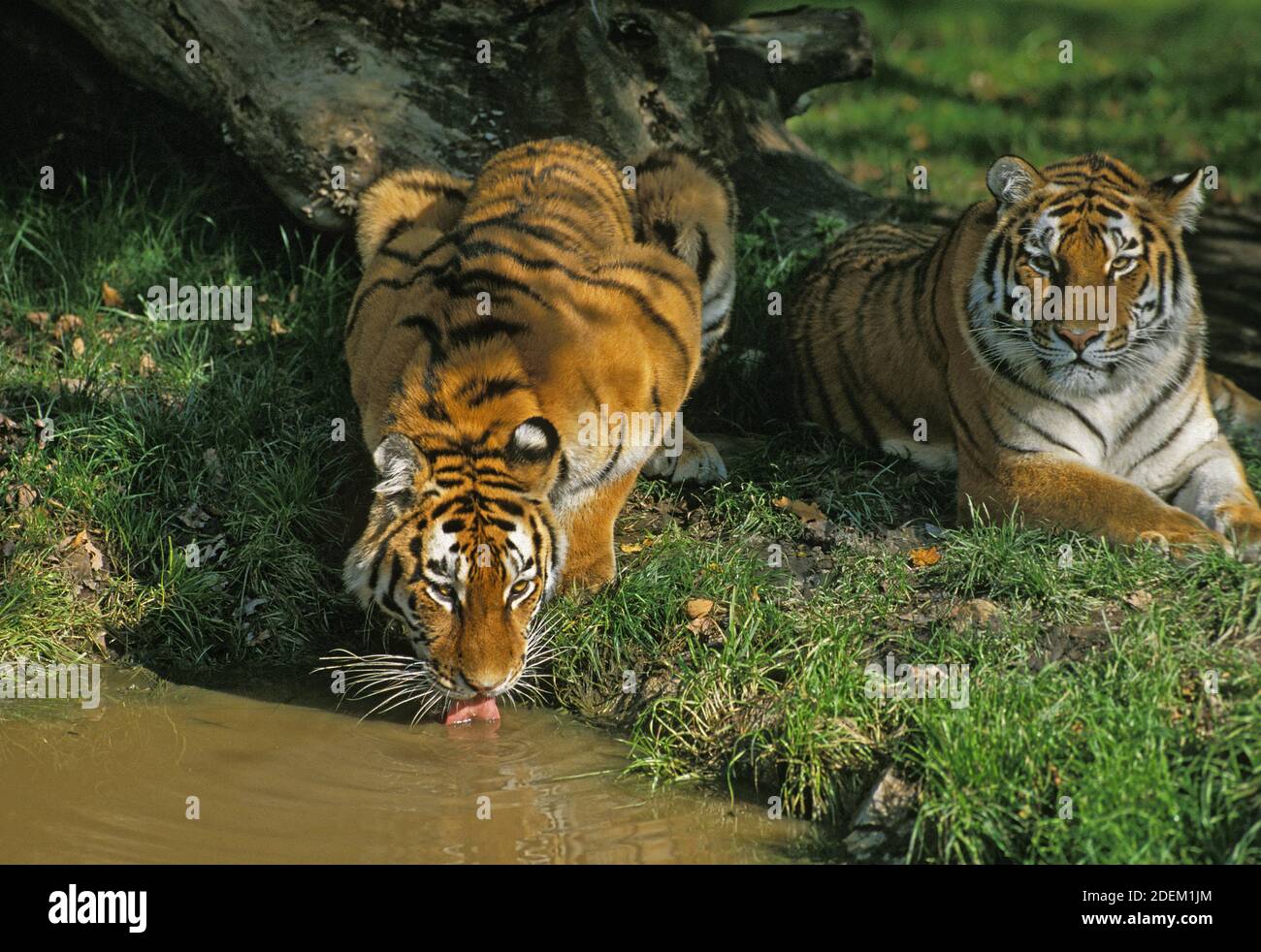 Siberian Tiger, panthera tigris altaica, Adult drinking Water Stock Photo - Alamy