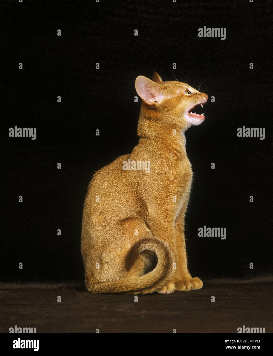 Adult meowing against black background hi-res stock photography and ...