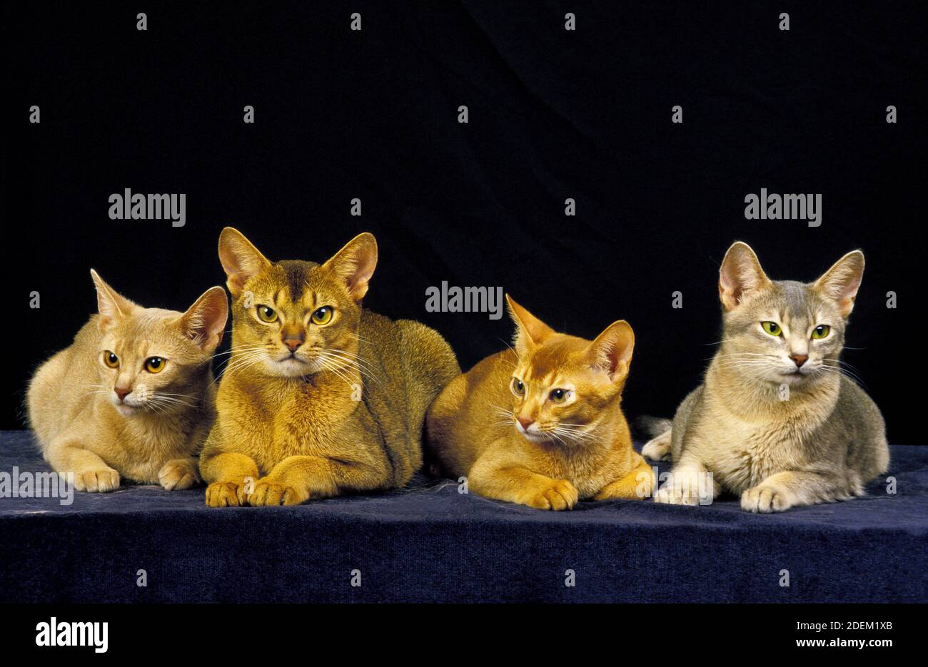 Abyssinian and Red Abyssinian Domestic Cat, Adults against Black ...