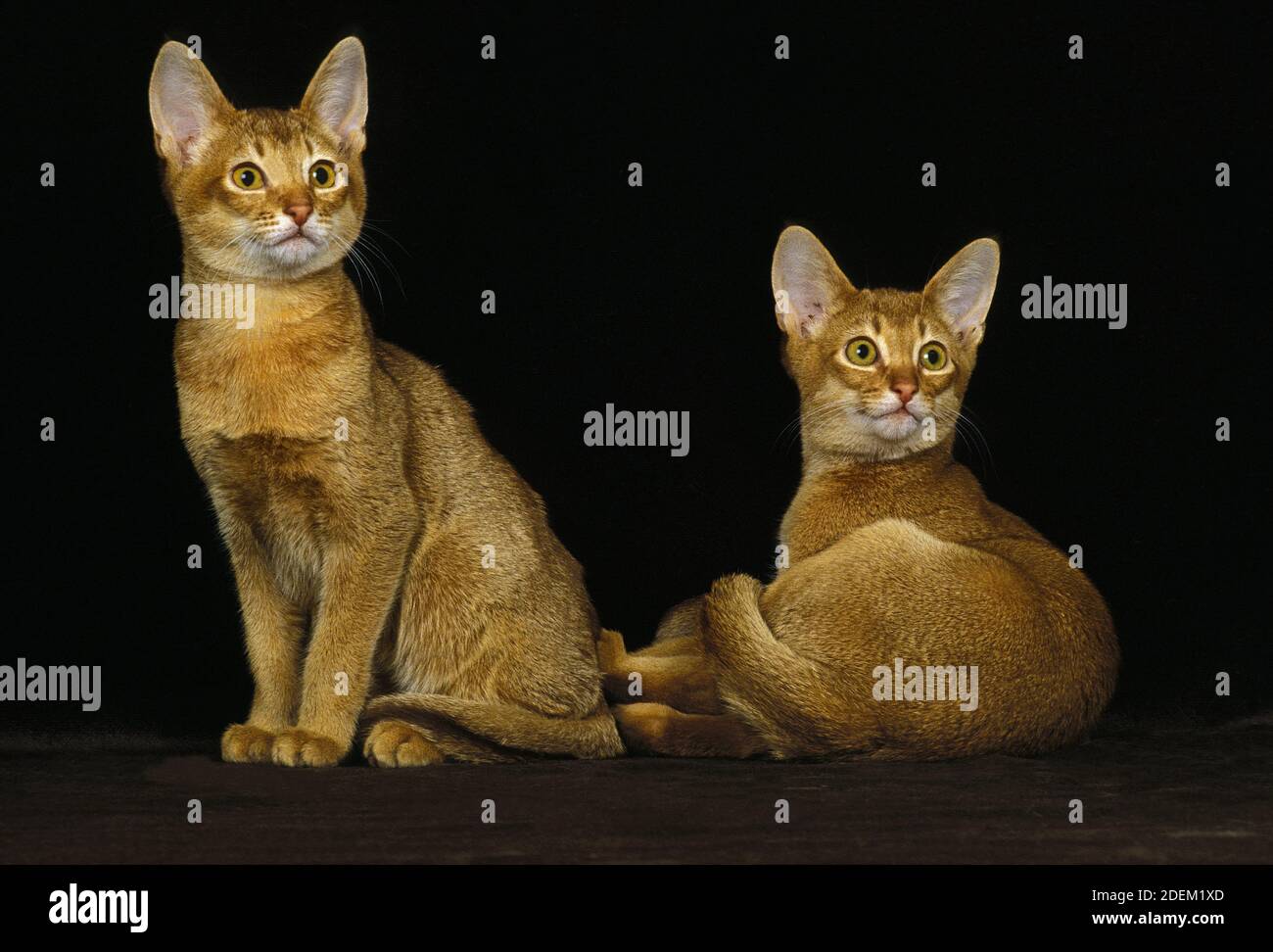 Red Abyssinian Cat, Adults against Black Background Stock Photo - Alamy