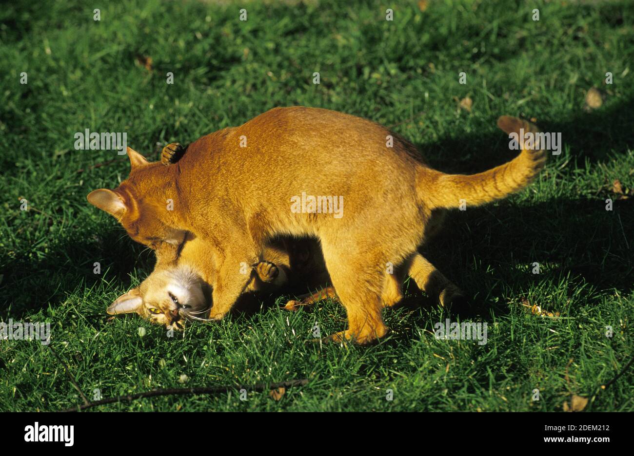 Abyssinian and Red Abyssinian Domestic Cat, Adults fighting Stock Photo ...