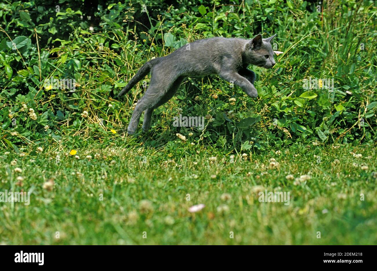 Russian Blue Domestic Cat, Kitten Leaping Stock Photo - Alamy